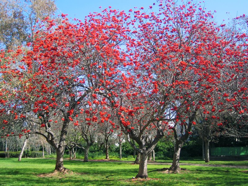 Trees | Coral Tree (Erythrina Lysistemon) - Yair Karelic Photography