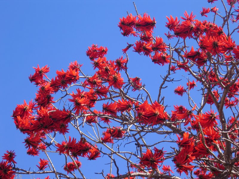 Trees | Coral Tree (Erythrina Lysistemon) - Yair Karelic Photography
